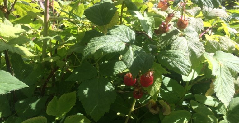 Picking Wild Norwegian Berries