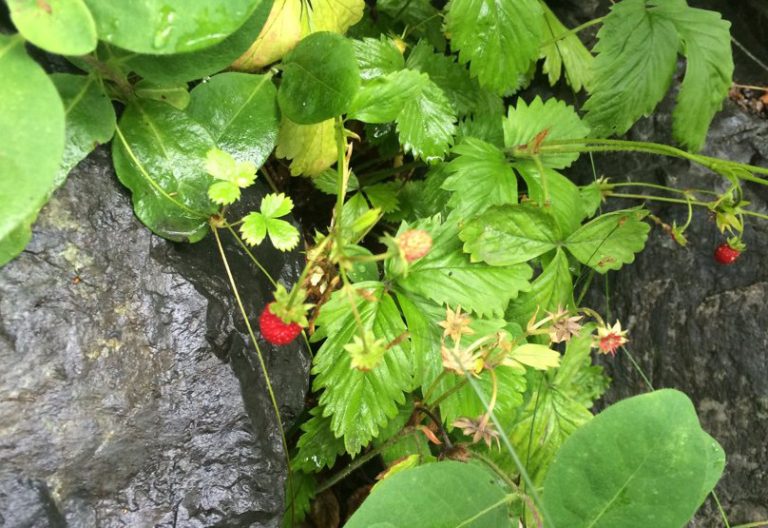 Picking Wild Norwegian Berries