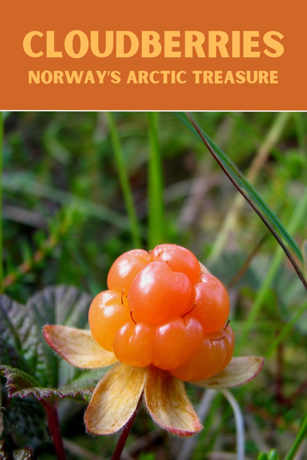 Cloudberries: Introducing the Arctic Treasure of Norway