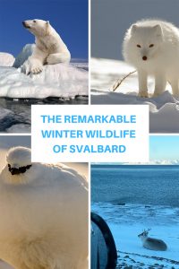 The Remarkable Winter Wildlife of Svalbard - Life in Norway