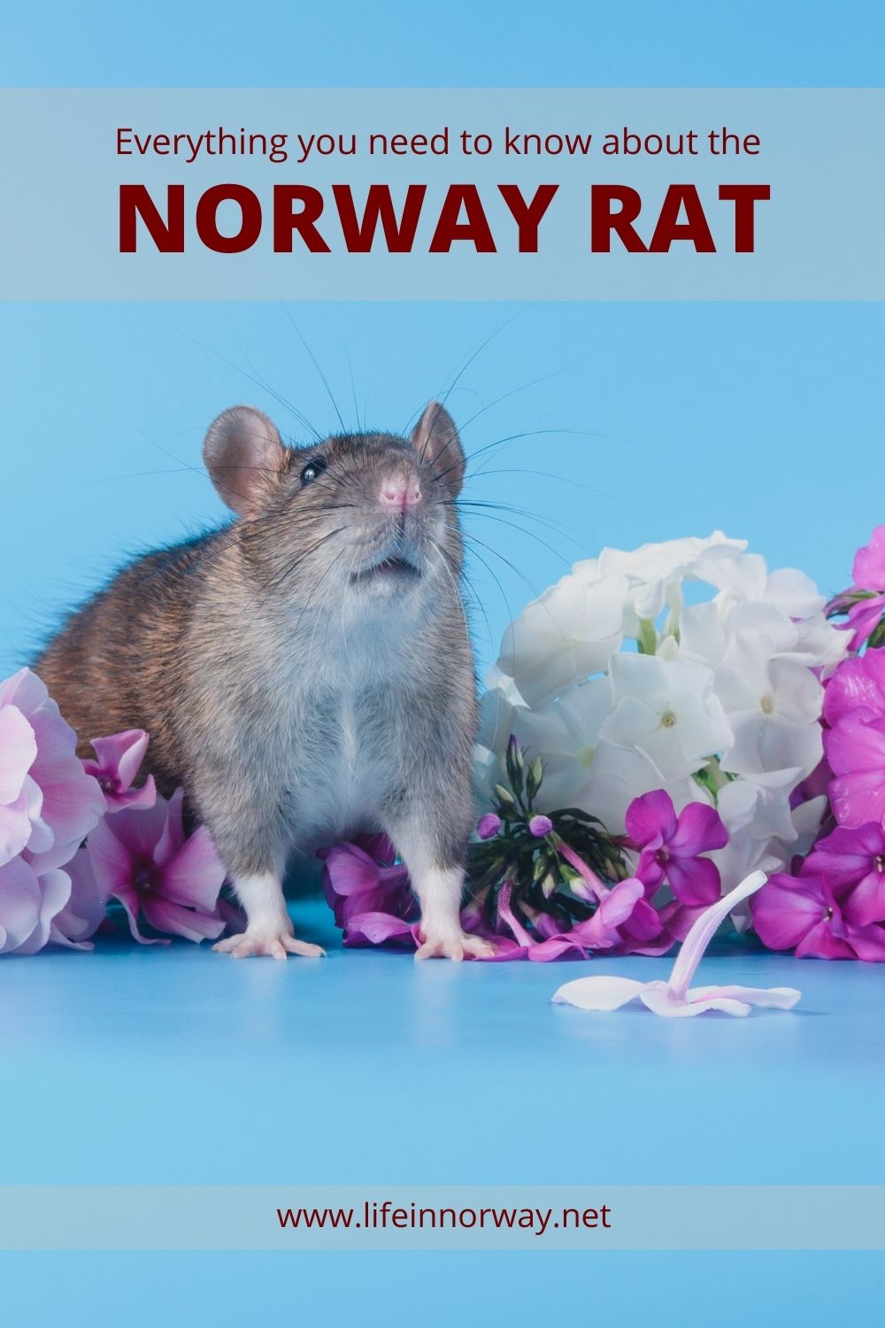 Norway Rat: An Adaptable Rodent Found All Over The World - Life in Norway