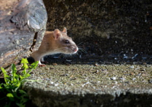 Norway Rat: An Adaptable Rodent Found All Over The World - Life in Norway