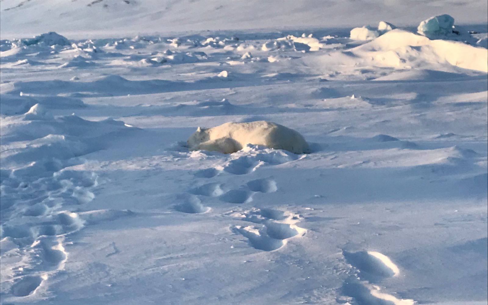 Polar Bear Killed In Svalbard Attack - Life in Norway