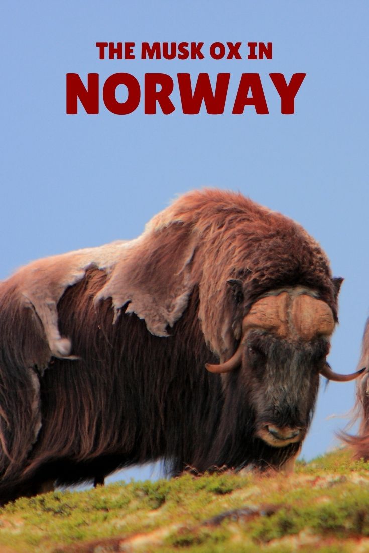 17 Facts About Norway's Mighty Musk Ox - Life in Norway
