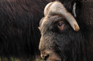 17 Facts About Norway's Mighty Musk Ox - Life in Norway