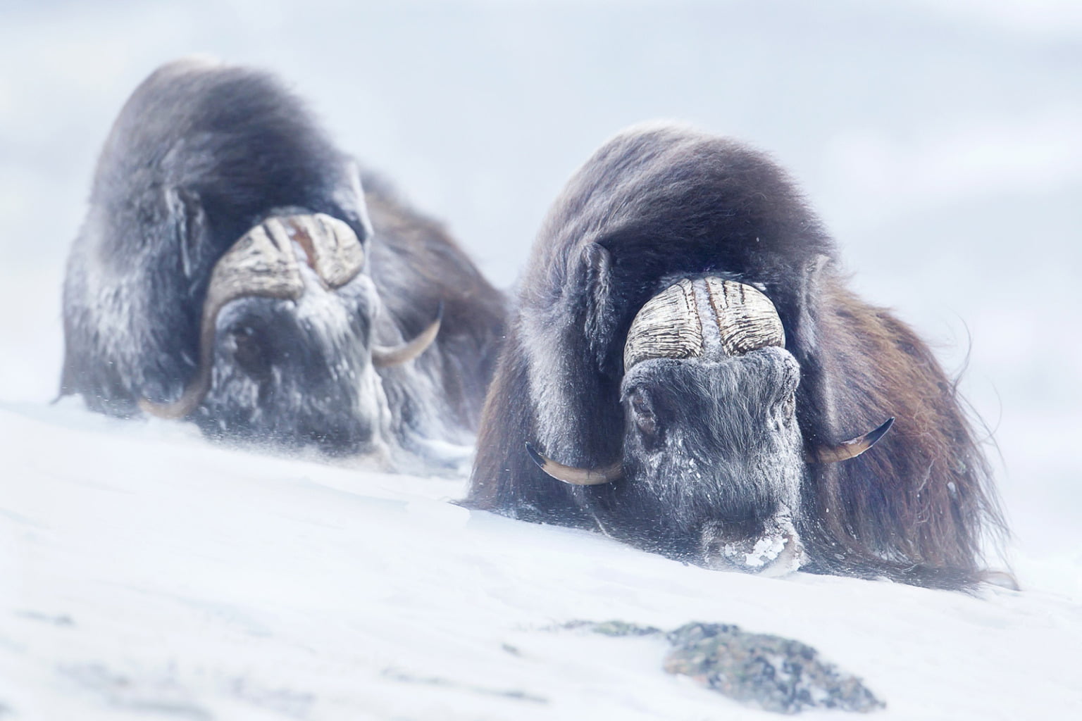 17 Facts About Norway's Mighty Musk Ox - Life in Norway