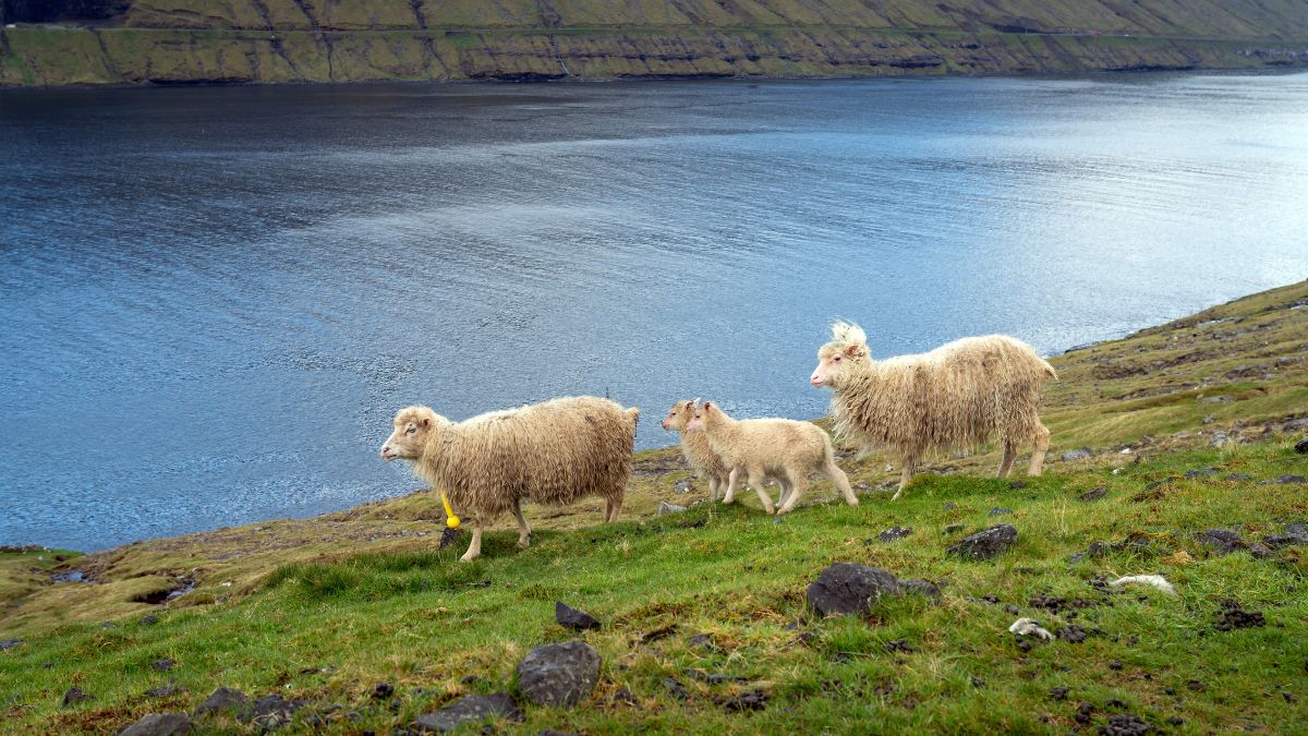 15 Fascinating Facts About The Faroe Islands - Life in Norway