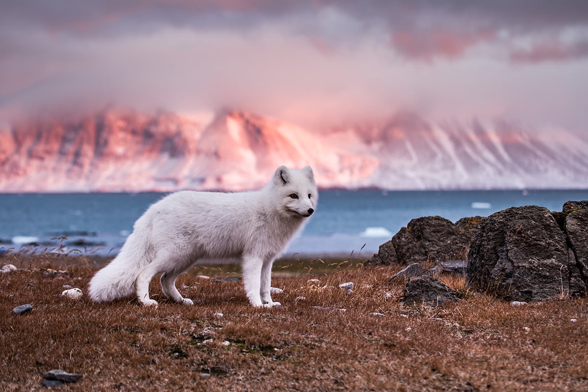 Svalbard Weather: What to Expect in the High Arctic - Life in Norway