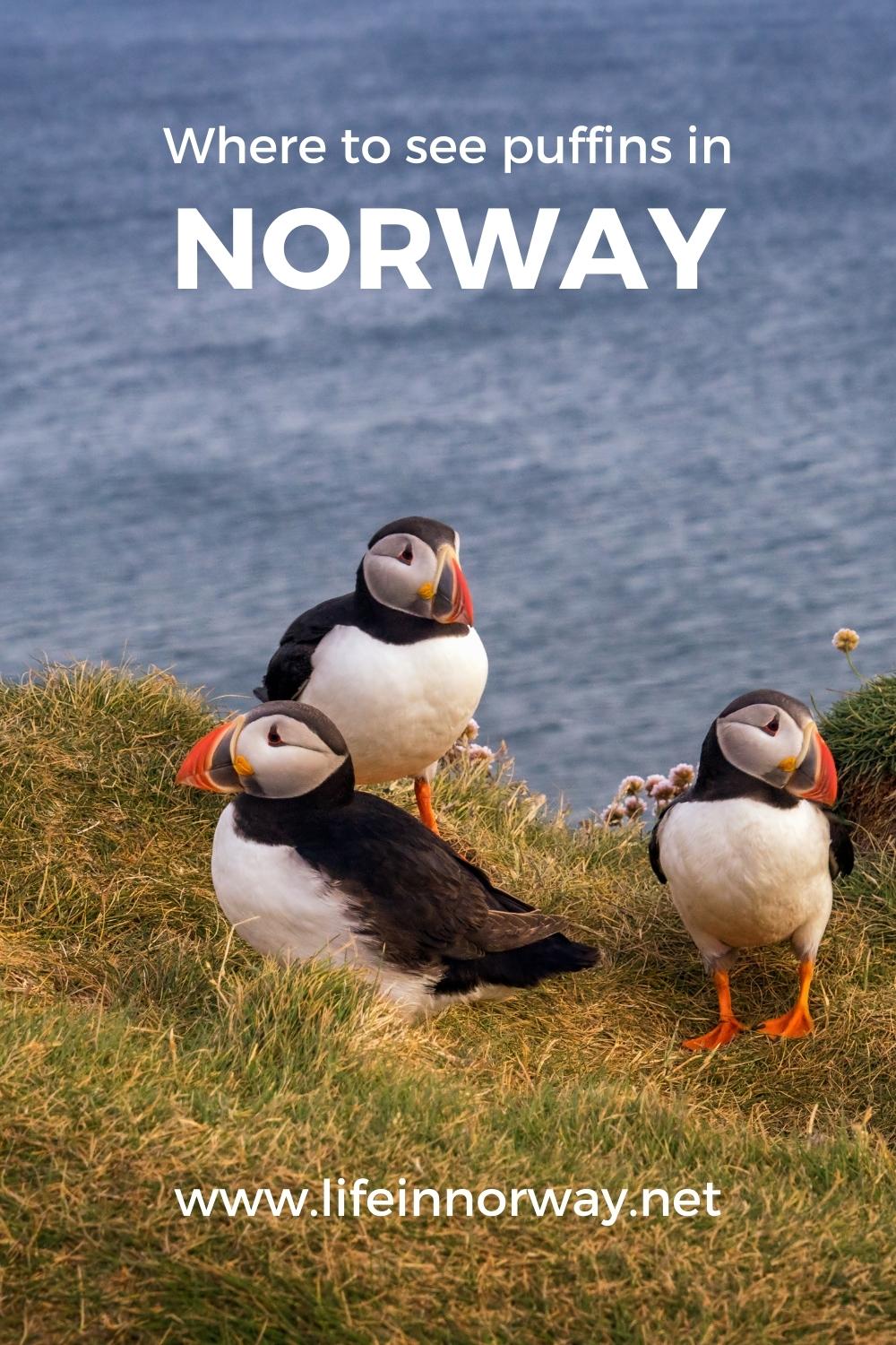 Where to See Puffins in Norway - Life in Norway