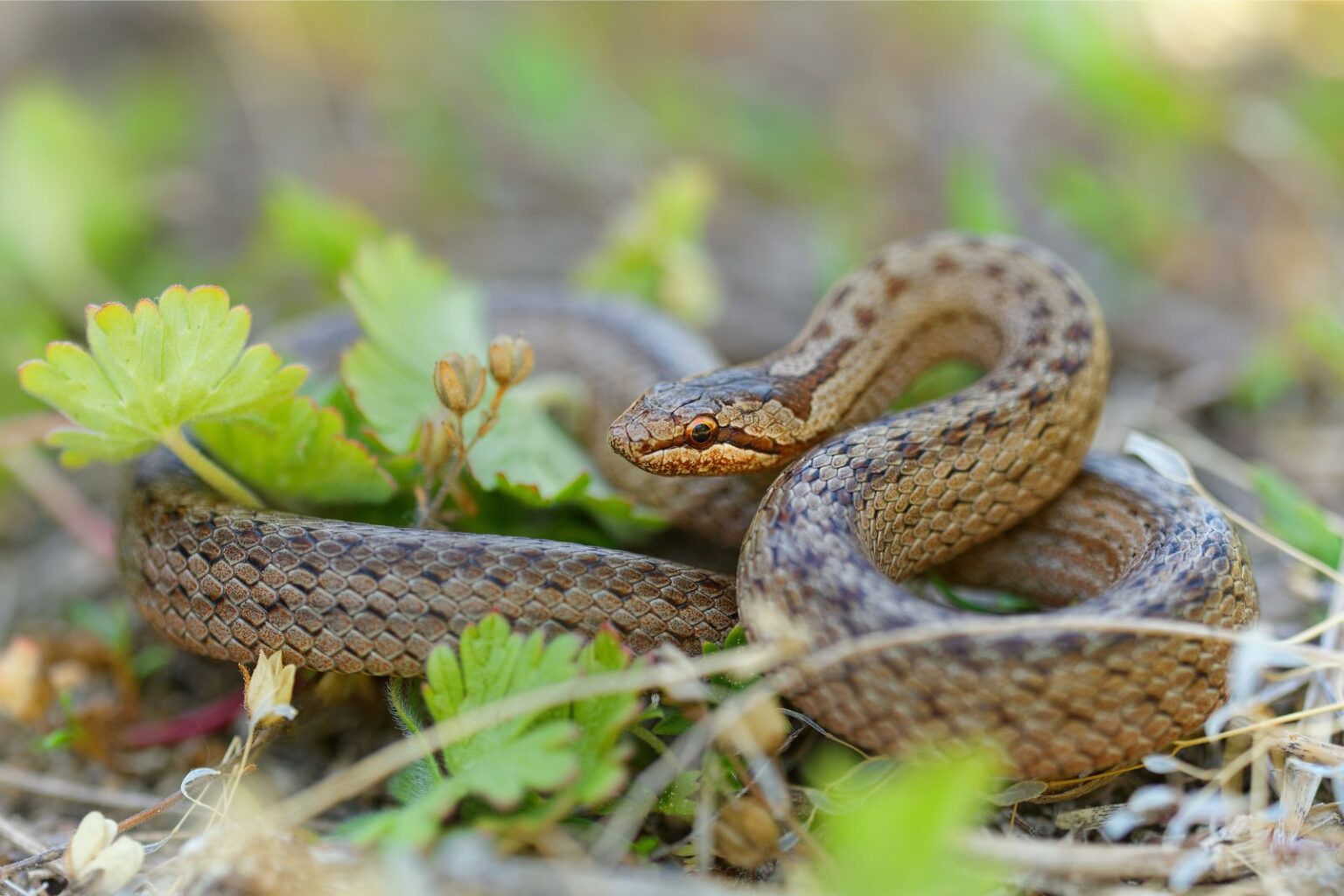 Snakes in Norway: What Travellers Need To Know - Life in Norway