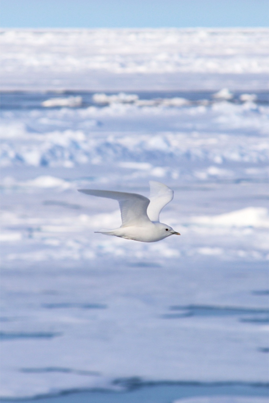 Ivory Gull: A Birdwatcher’s Holy Grail - Life in Norway