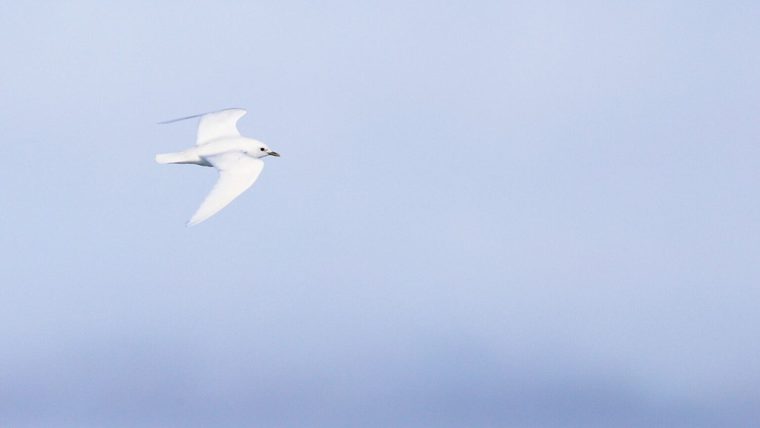 Ivory Gull: A Birdwatcher’s Holy Grail - Life in Norway