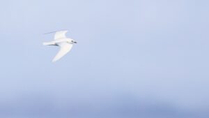 Ivory Gull: A Birdwatcher’s Holy Grail - Life in Norway