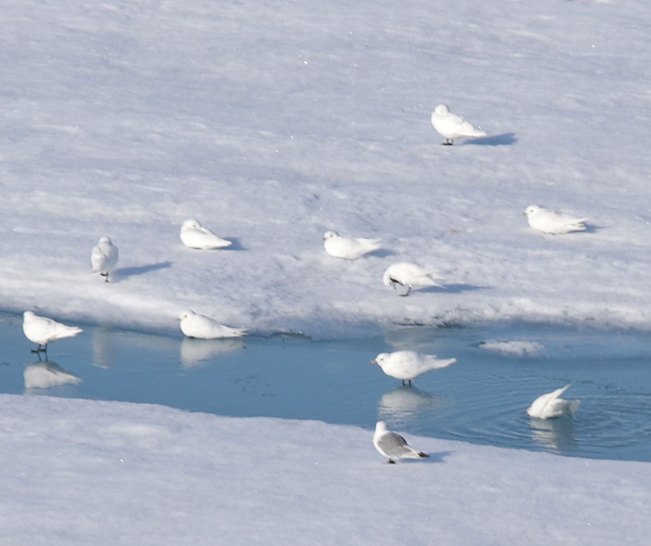 Ivory Gull: A Birdwatcher’s Holy Grail - Life in Norway