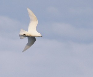Ivory Gull: A Birdwatcher’s Holy Grail - Life in Norway