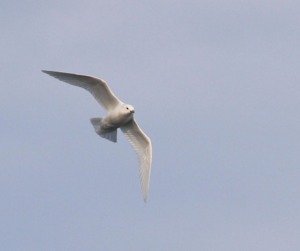 Ivory Gull: A Birdwatcher’s Holy Grail - Life in Norway