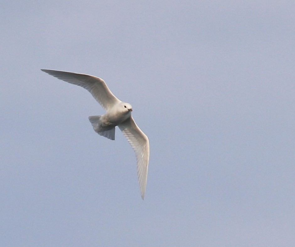 Ivory Gull: A Birdwatcher’s Holy Grail - Life in Norway