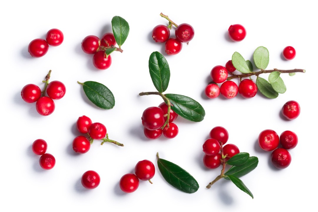 Introducing Lingonberries: A Scandinavian Staple - Life in Norway