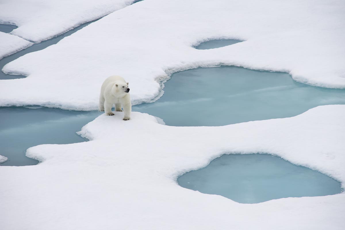 In Pictures: My Encounter with Polar Bears, the Kings of the Arctic ...