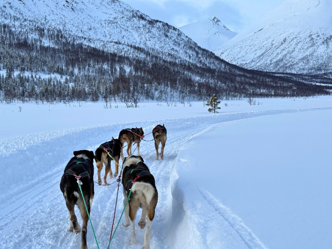 How to Plan a Northern Lights Cruise in Norway - Life in Norway